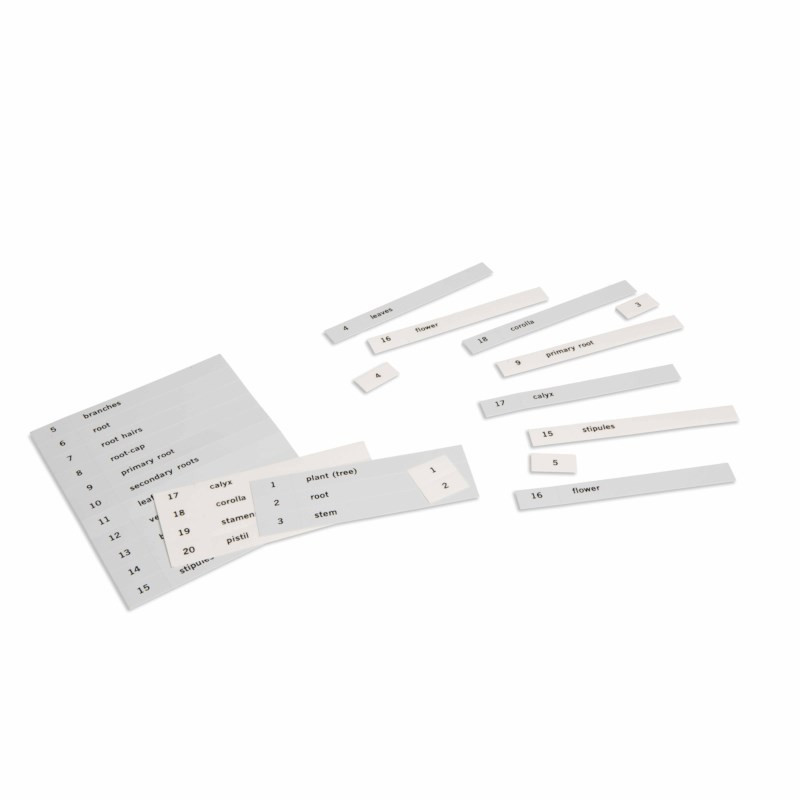 NAME CARDS: FIRST SET OF BOTANY CARDS, ENGLISH | GAM