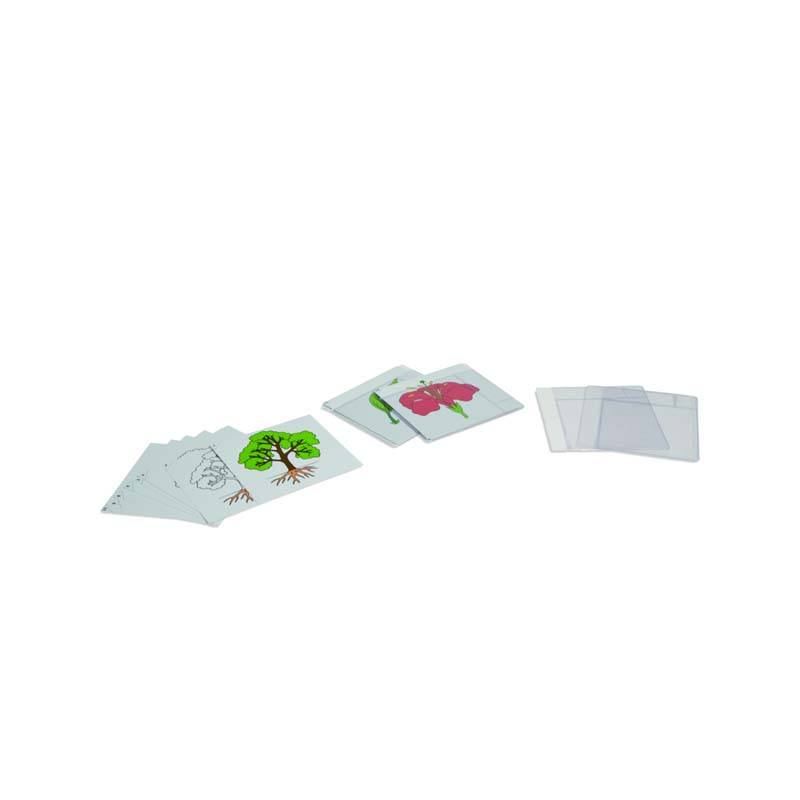 Montessori Material for Botany | GAM
