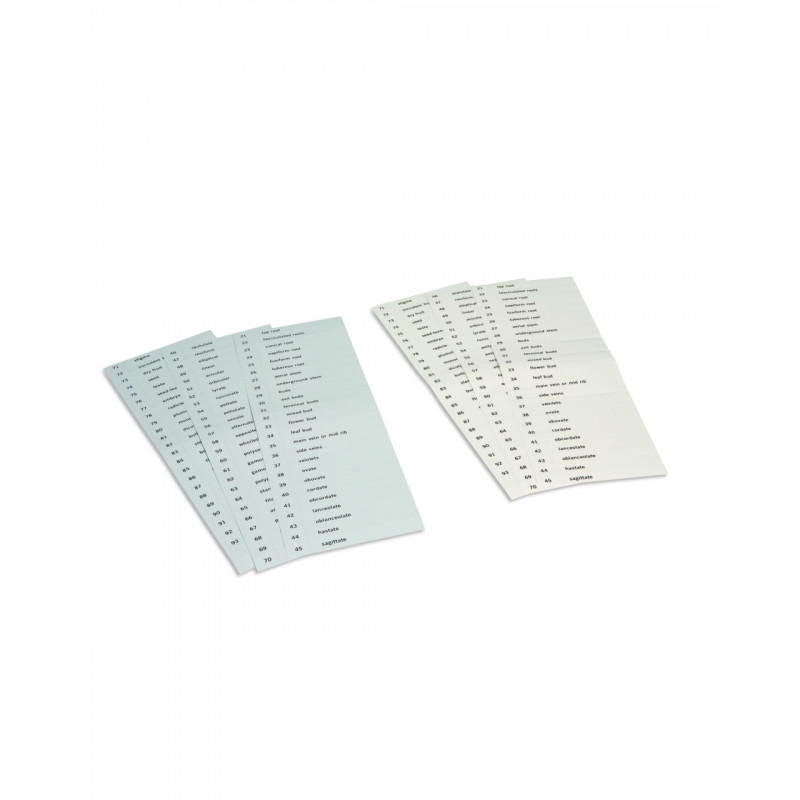 NAME CARDS: SECOND SET OF BOTANY CARDS, ENGLISH | GAM
